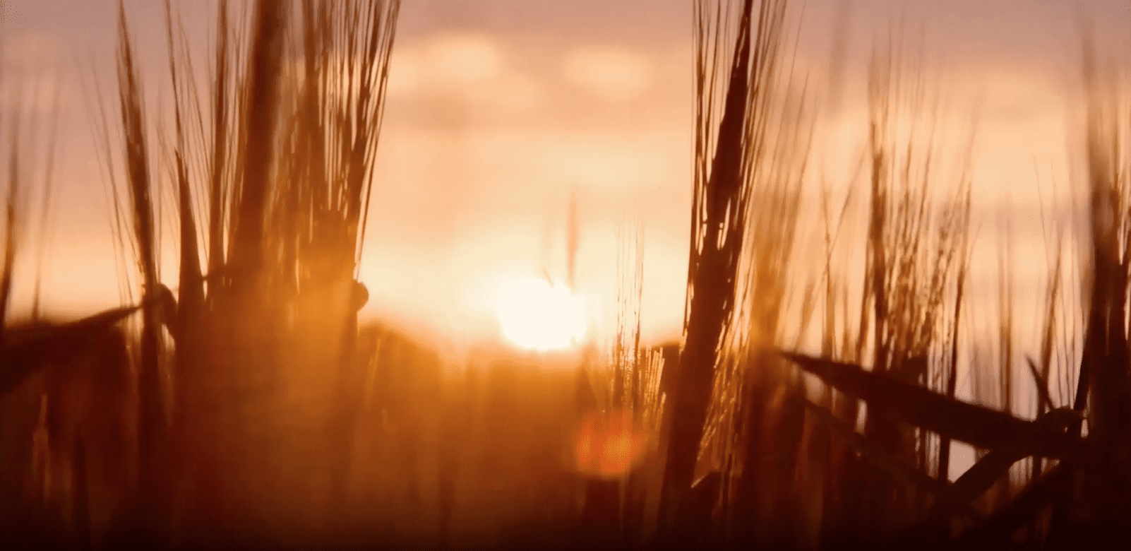 Intensive Community Based Treatment | Rosecrance